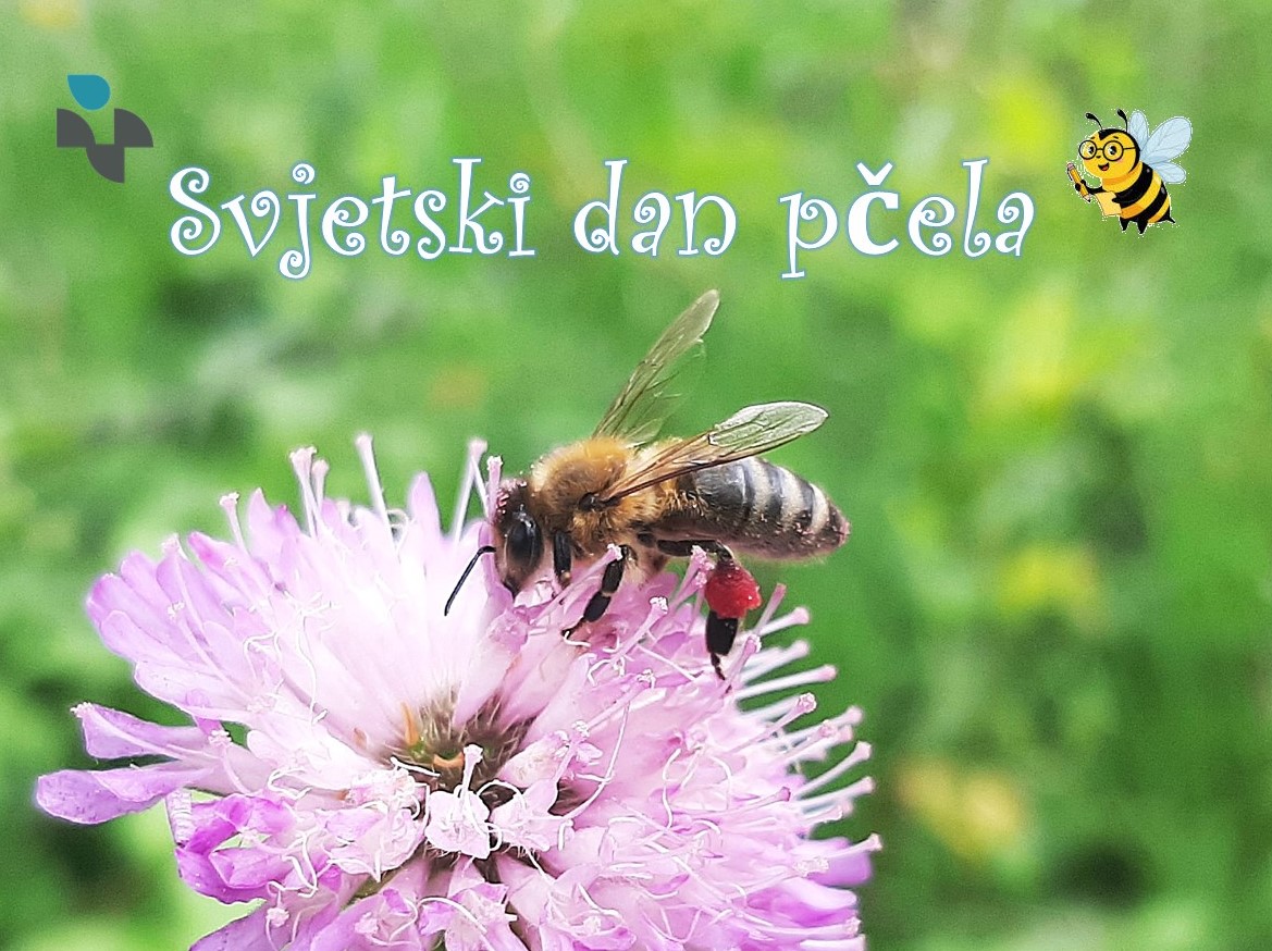 20. MAJ – SVJETSKI DAN PČELA “Najvažnija bića na planeti ...